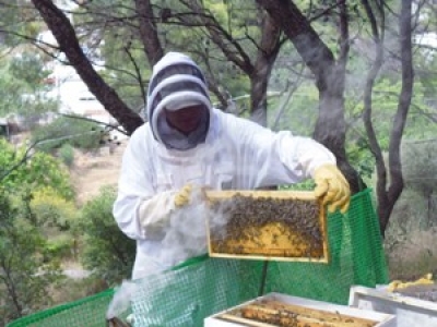 Beekeeping In Athens - XpatAthens.com